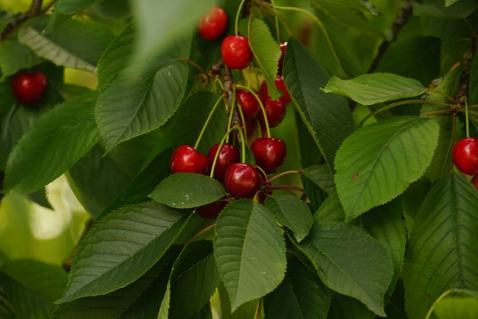 Abosol S.L - Arboles Frutales Subtropicales